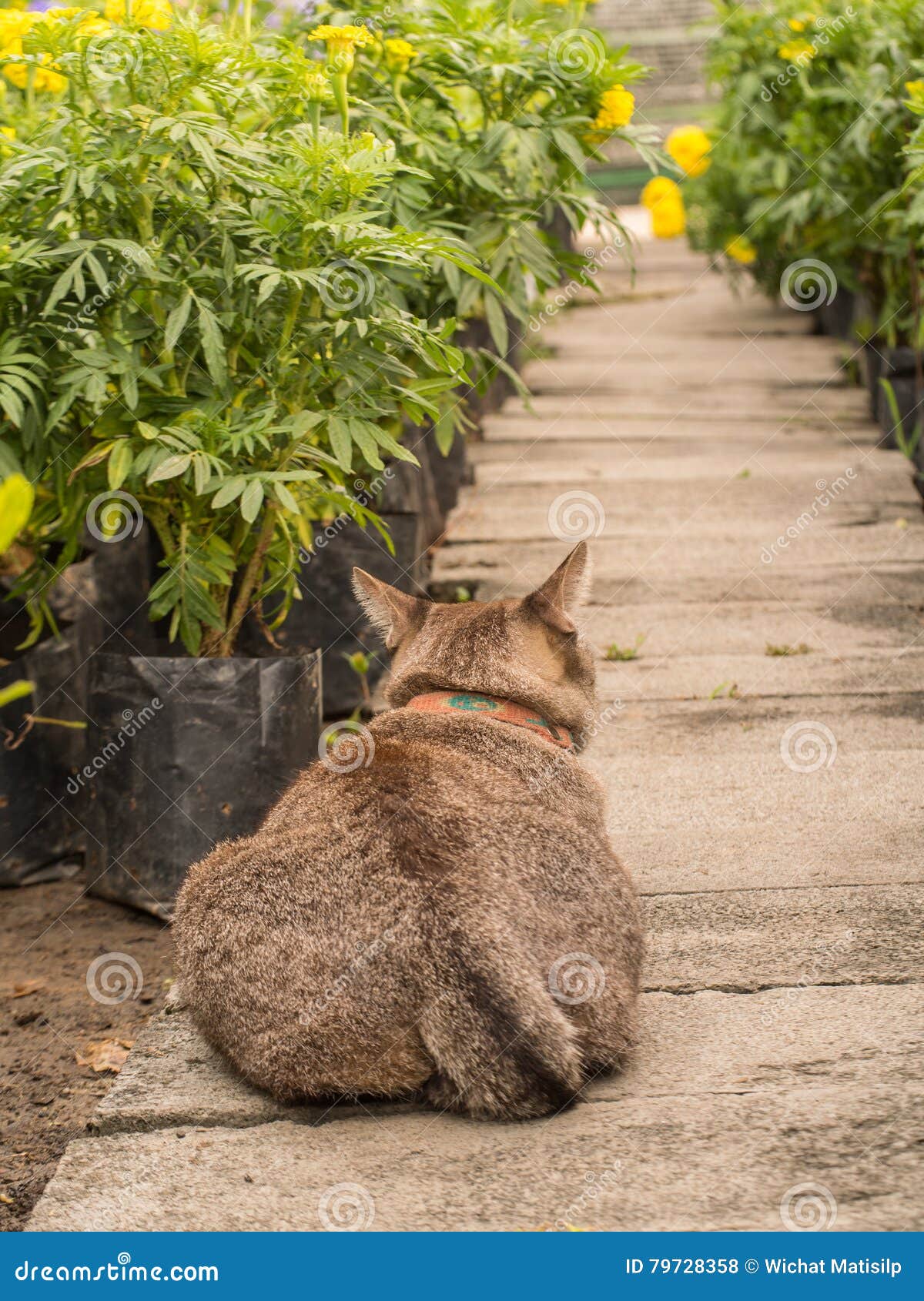 The Back of the Grey Cat stock photo. Image of large - 79728358