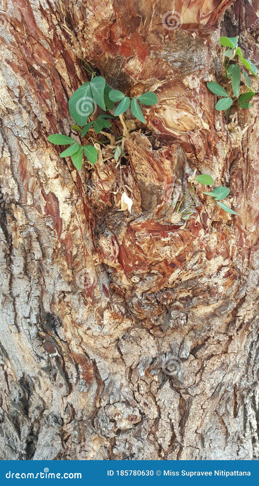 Trees Are Sprouting Stock Photo | CartoonDealer.com #41496108