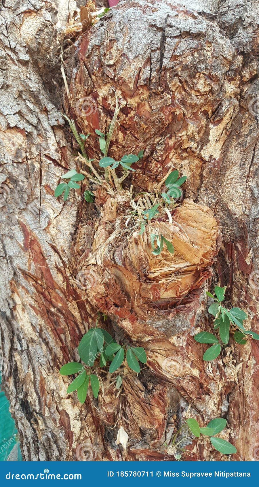 Trees Are Sprouting Stock Photo | CartoonDealer.com #41496108