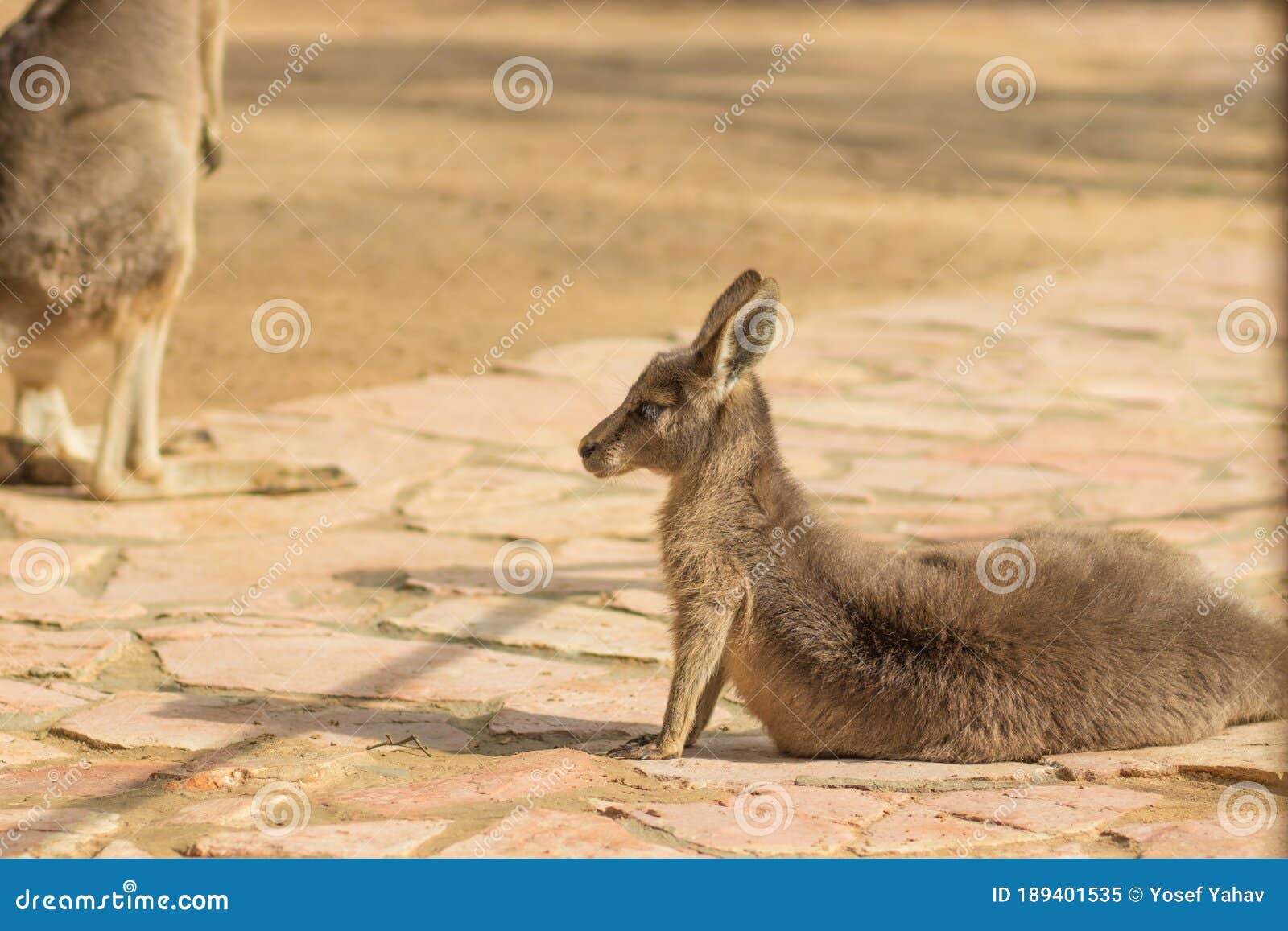 Back of a Group of Eastern Gray Kangaroo Stock Image - Image of israeli ...
