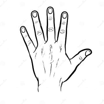 The Back of the Hand, Outline Version Stock Vector - Illustration of ...
