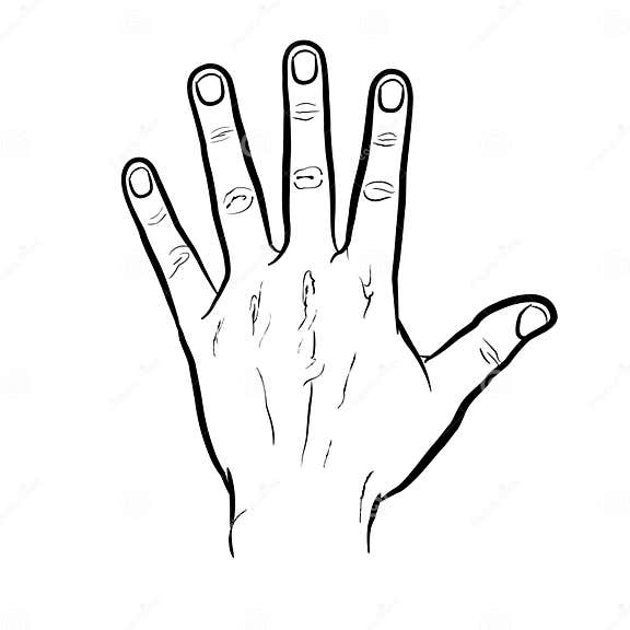 The Back of the Hand, Outline Version Stock Vector - Illustration of ...