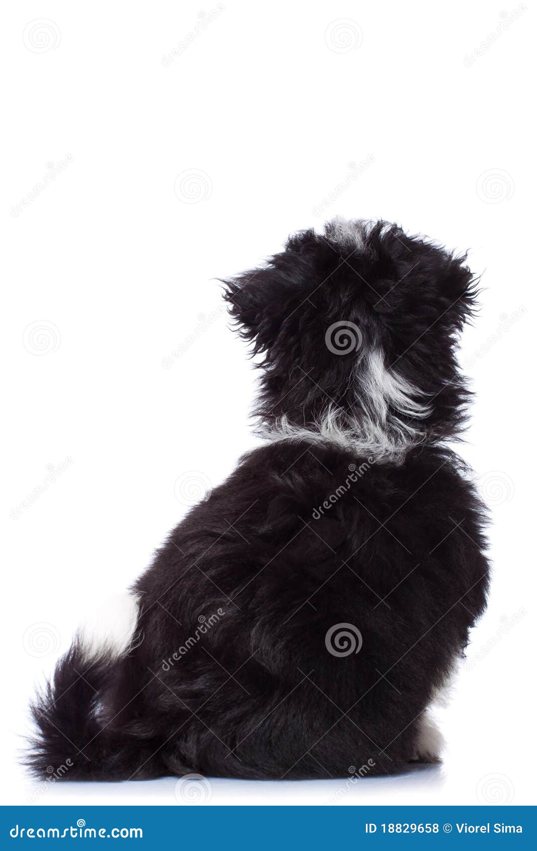 Back of havanese bichon stock photo. Image of bichon - 18829658