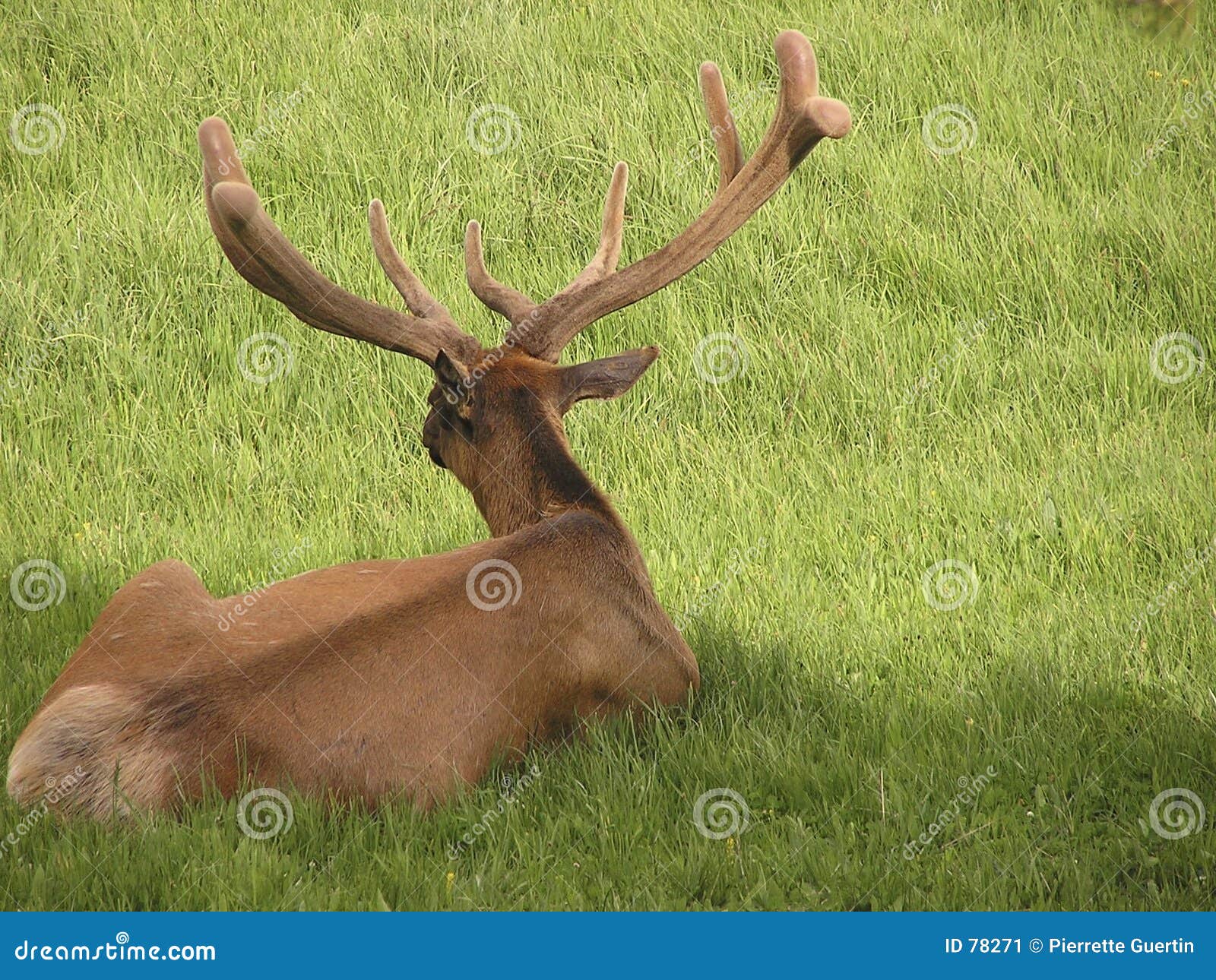 Back Head of American Elk or Wapiti Stock Image - Image of mule ...