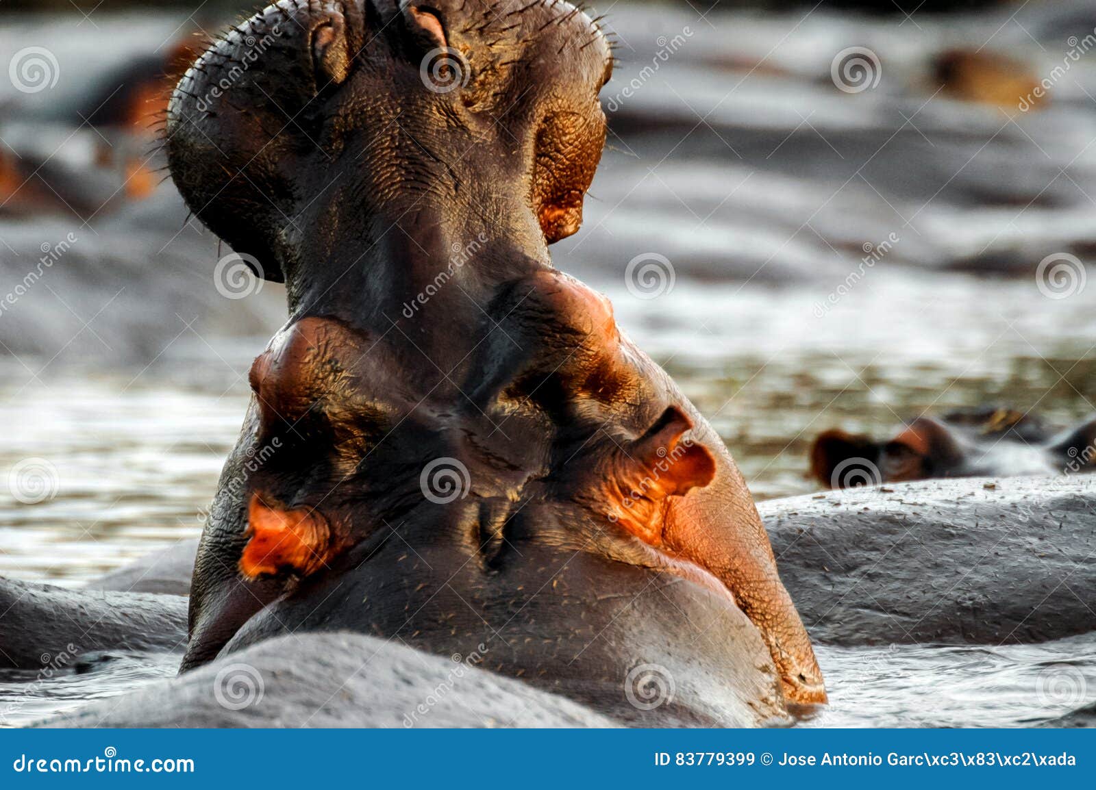 Back head Hippopotamus stock image. Image of large, aquatic - 83779399