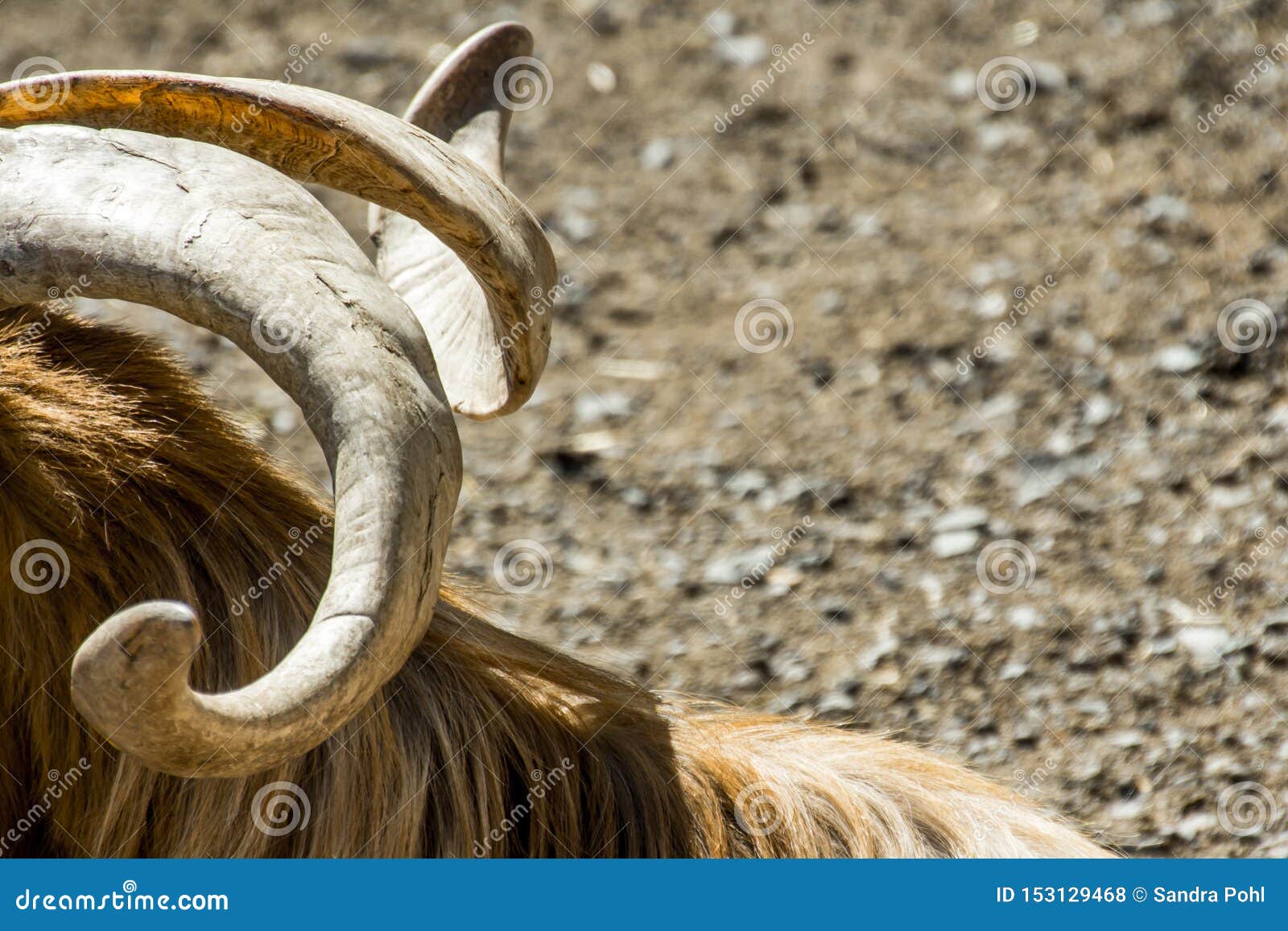 Head and horns of an aries stock photo. Image of farm - 153129468