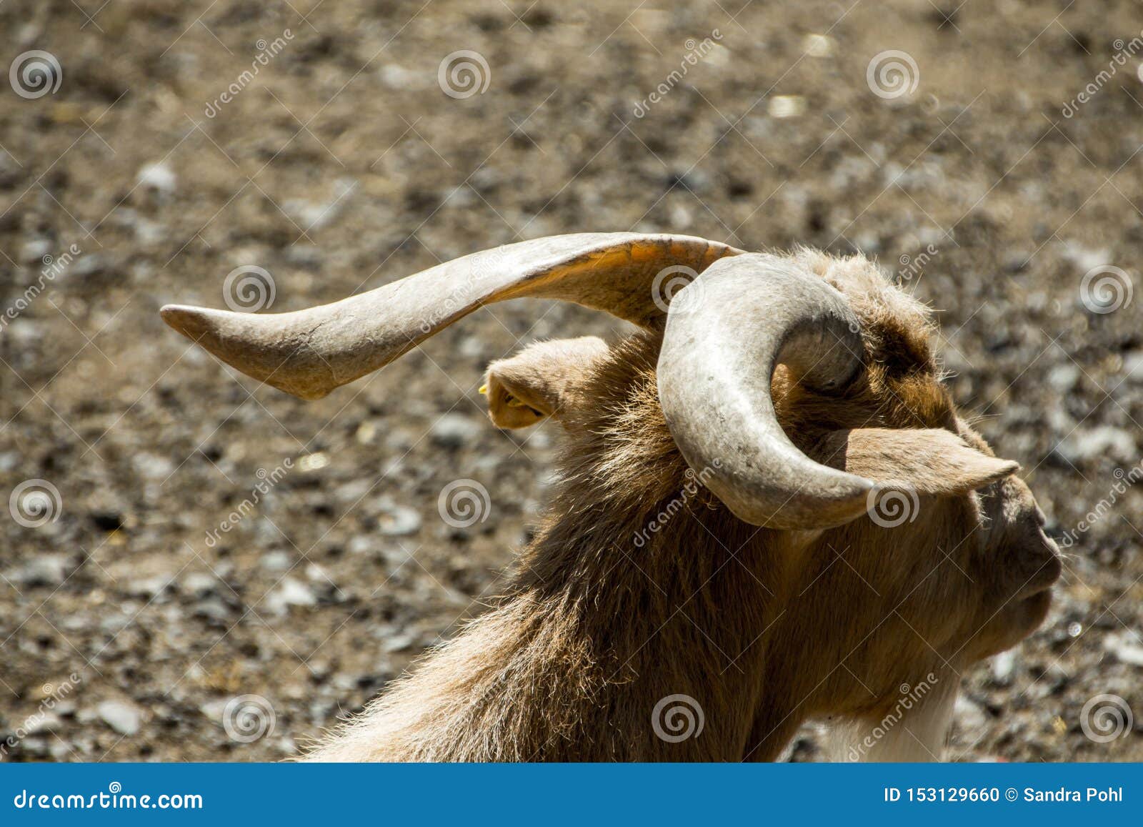 Head and horns of an aries stock photo. Image of ration - 153129660