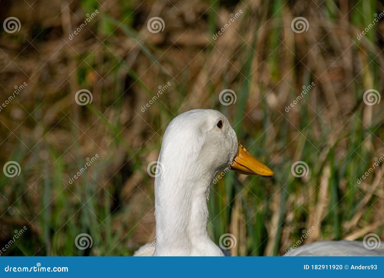 Back of the Head of a Pekin White Duck Stock Photo - Image of animal ...