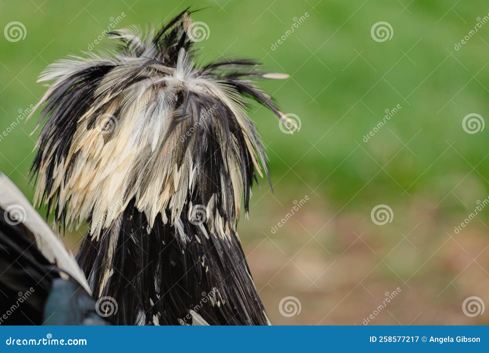 Back Head of Polish Chicken Stock Image - Image of field, poultry ...
