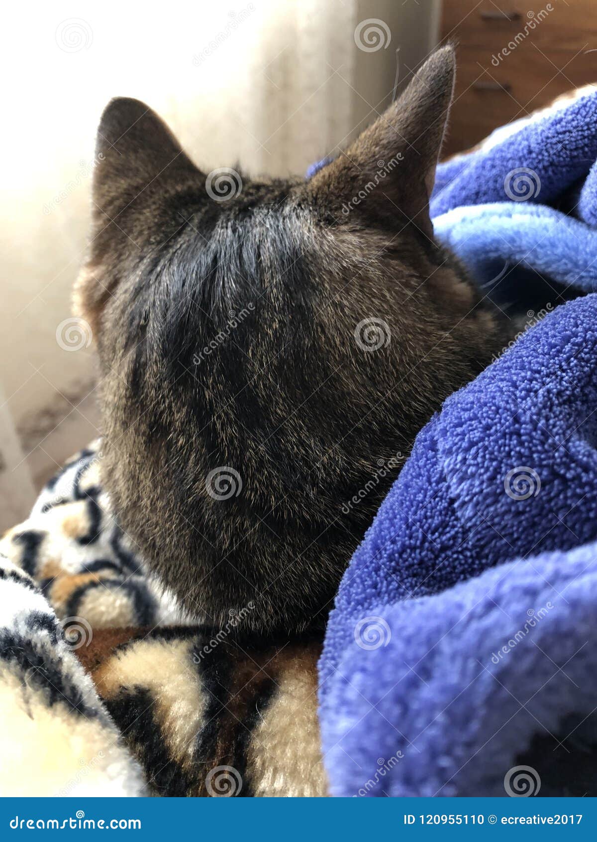 Back head shot of male cat stock photo. Image of grey - 120955110