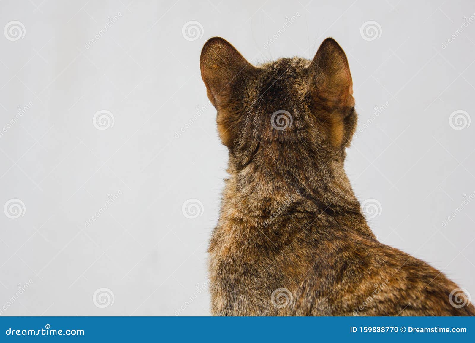 Young and Cute Tabby Cat Playing Stock Photo - Image of young, play ...