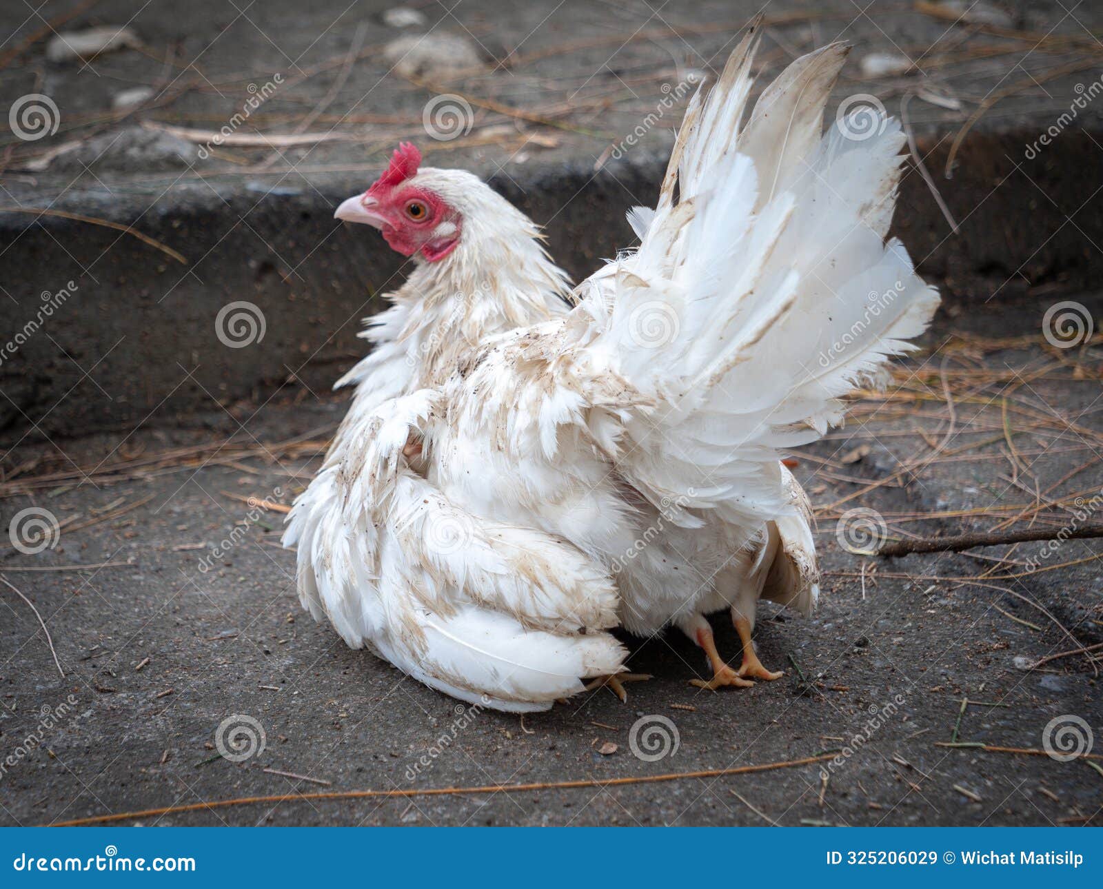 In the Back of Hen with Little Legs Stock Image - Image of feeding ...