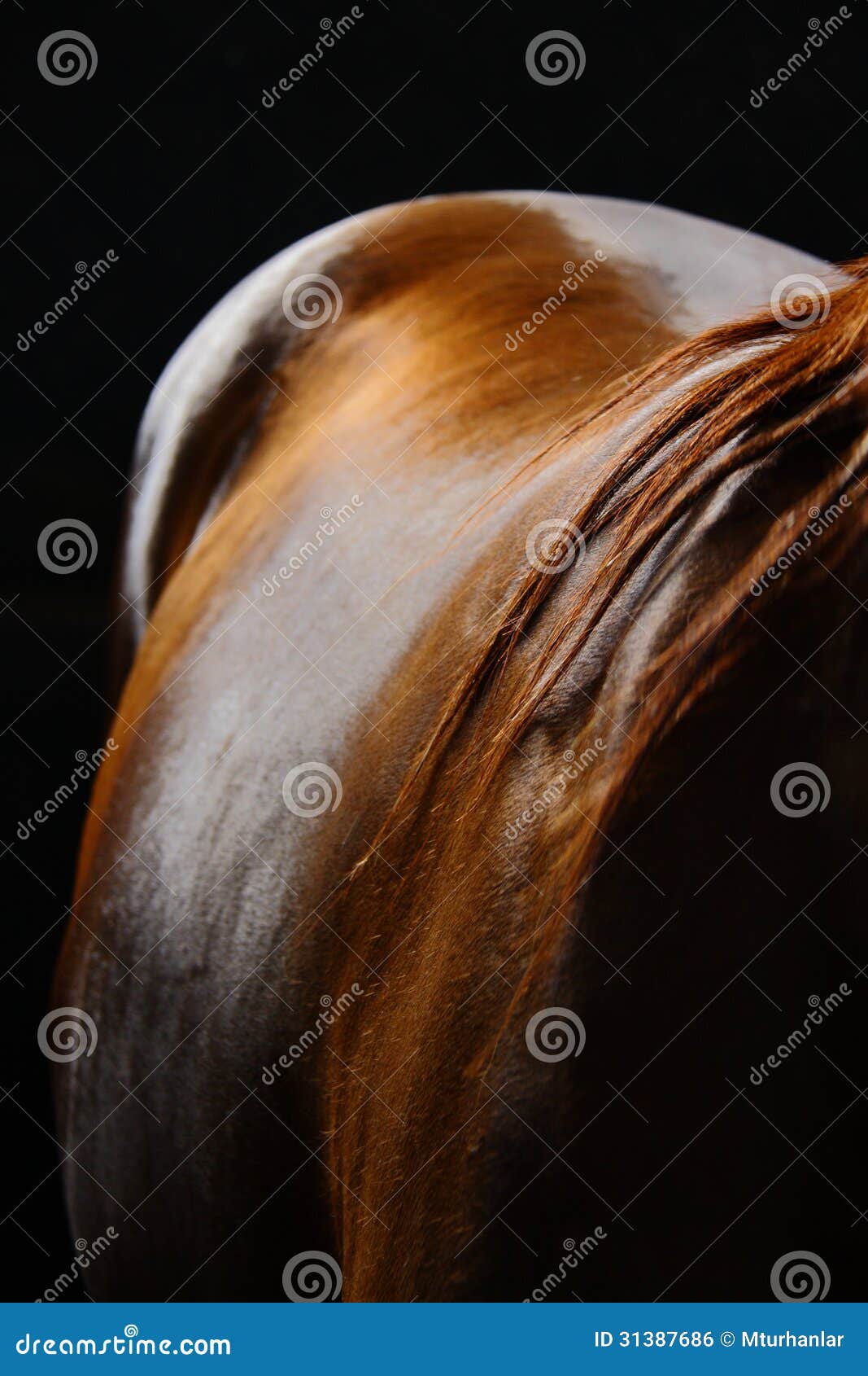 Back of horse and its hair stock photo. Image of brown - 31387686
