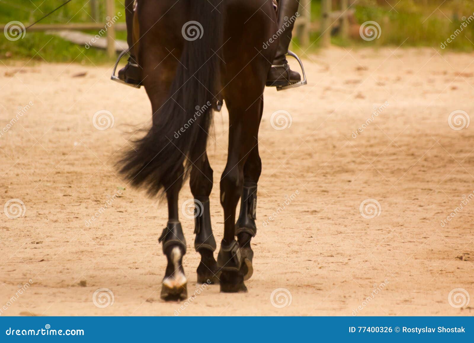 Back of Horse and Rider Detail Stock Photo - Image of light, beach ...