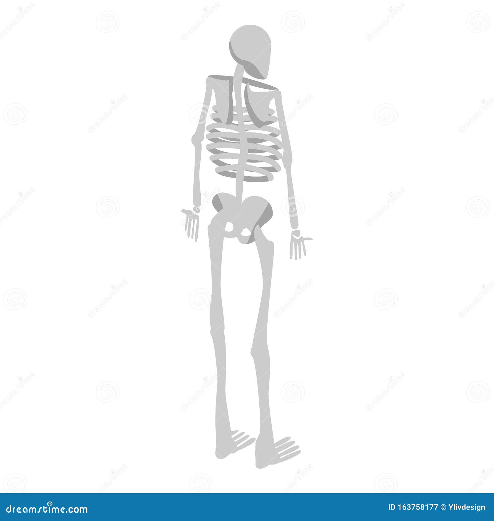 Skeleton Isometric Anatomy Of Human Body. Internal Organs 3D. Sk ...