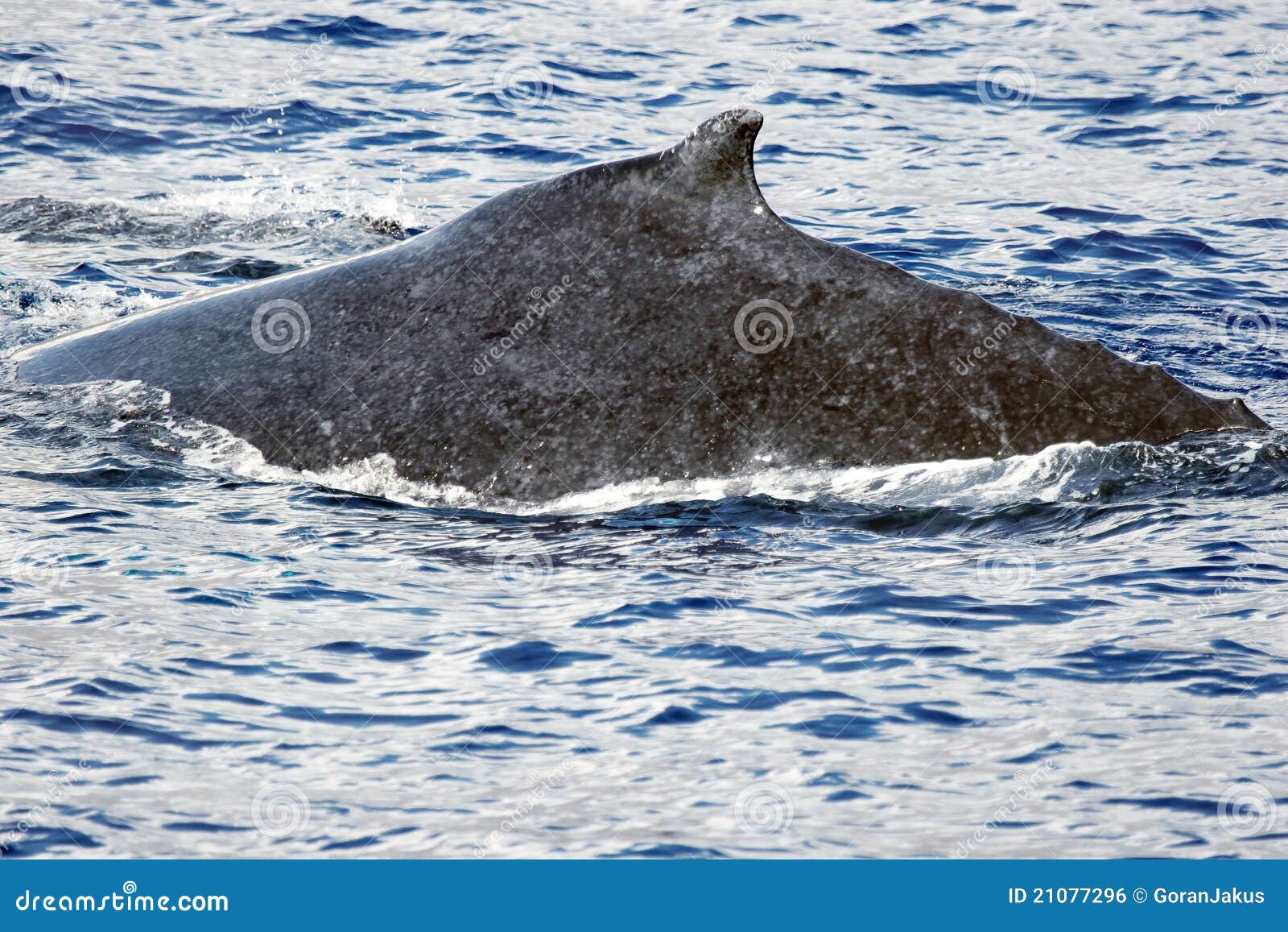 Back of Humpback whale stock photo. Image of mammal, aquatic - 21077296