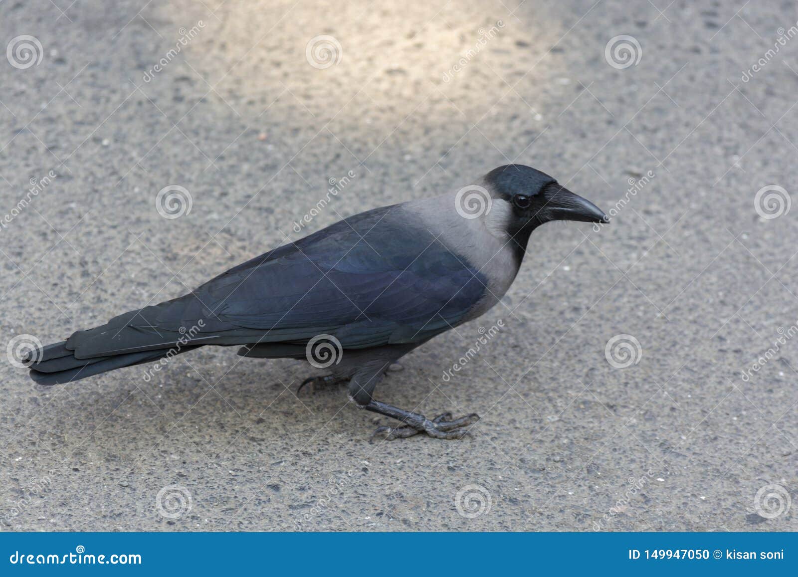 Back Indian Crow stock photo. Image of electric, mounted - 149947050