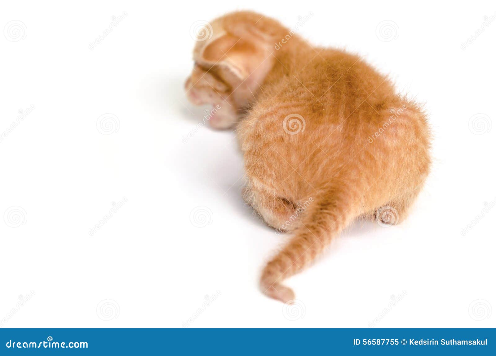 The Back of Kitty Orange Cat on White Background Stock Image - Image of ...