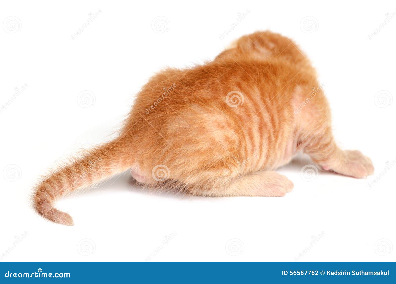 The Back of Kitty Orange Cat on White Background Stock Photo - Image of ...