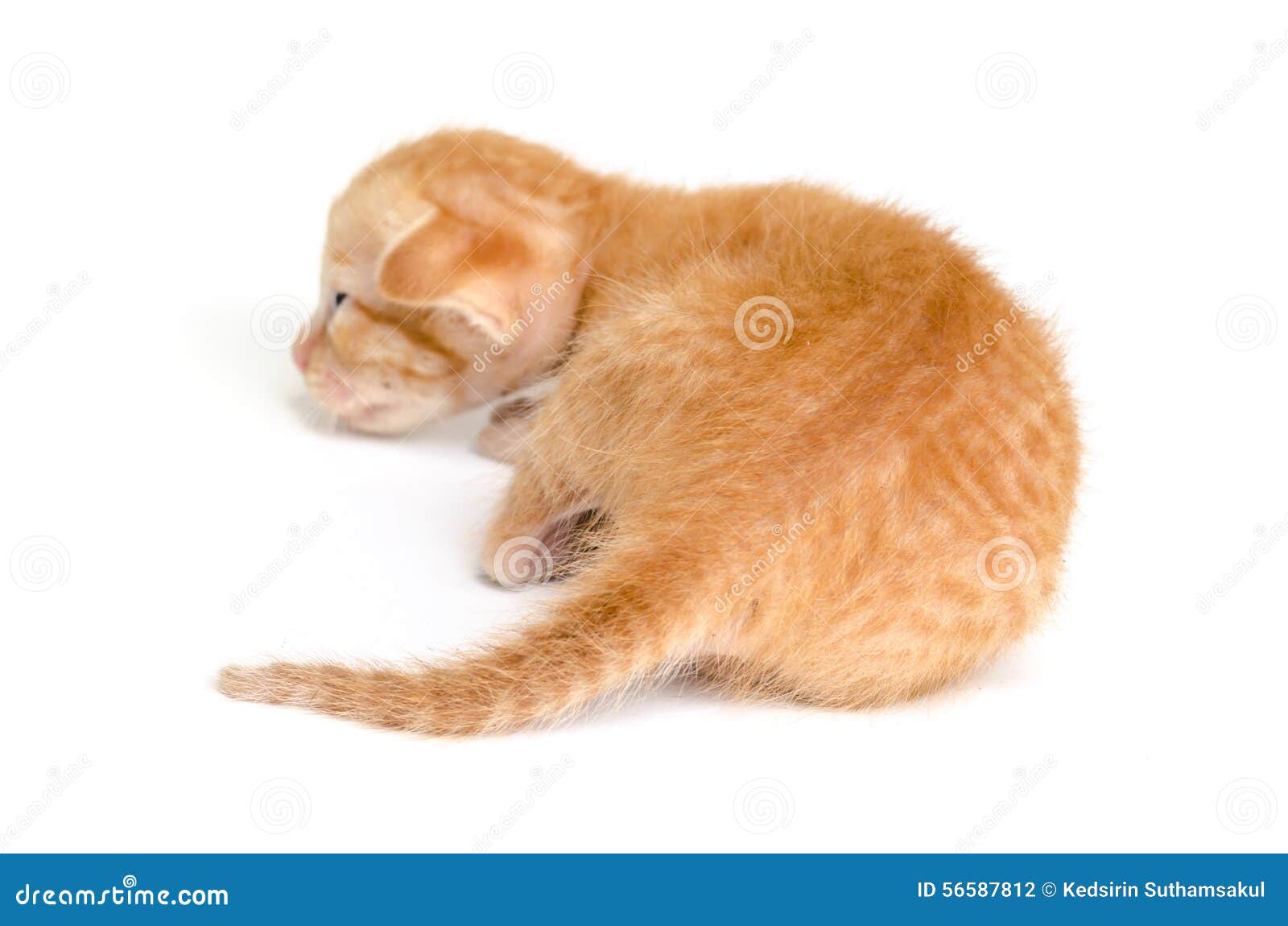 The Back of Kitty Orange Cat on White Background Stock Photo - Image of ...