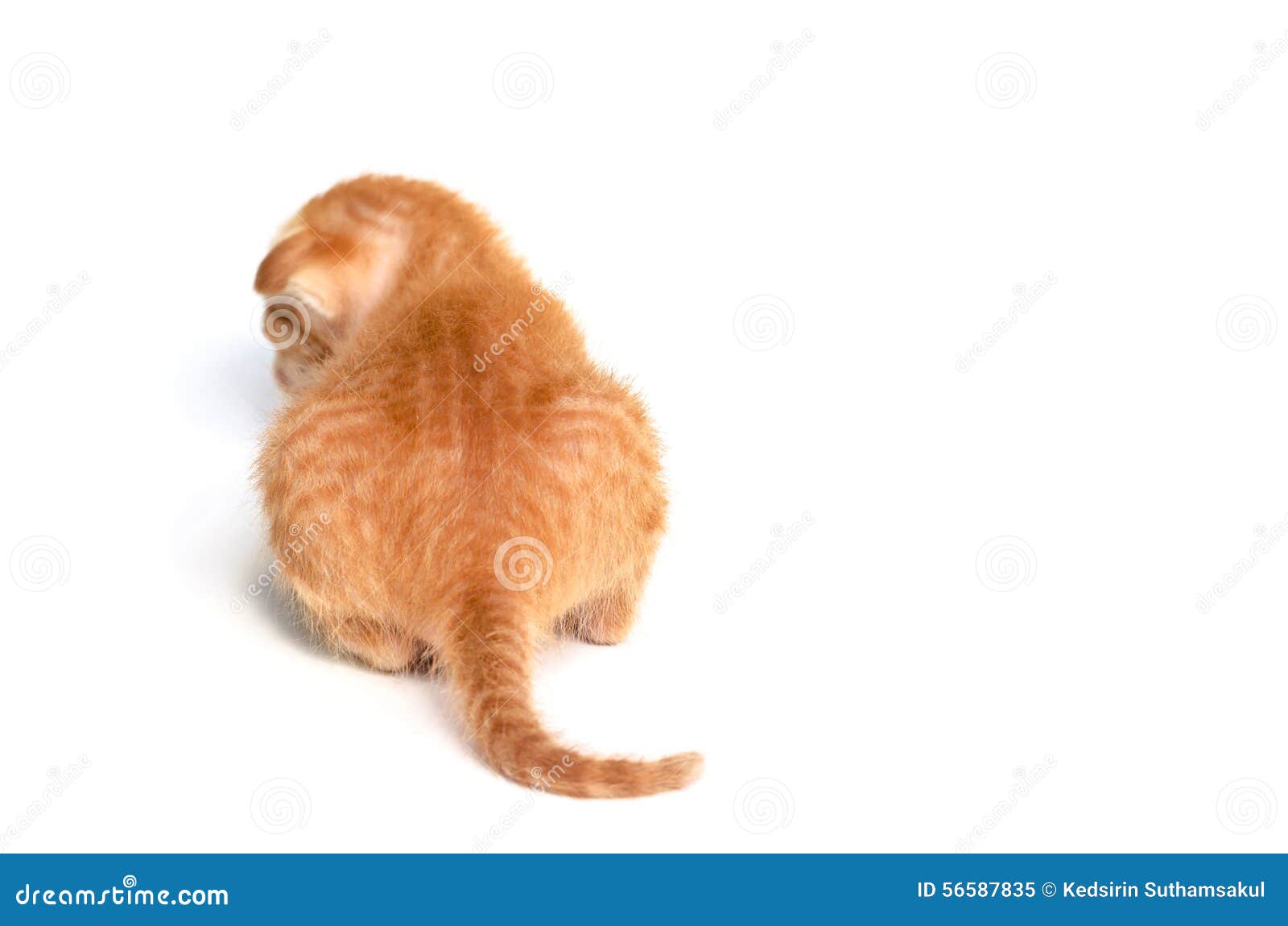 The Back of Kitty Orange Cat on White Background Stock Image - Image of ...