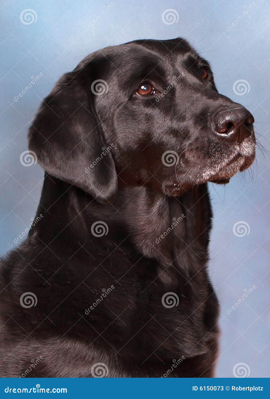 Back Labrador Retriever stock image. Image of black, labradore - 6150073