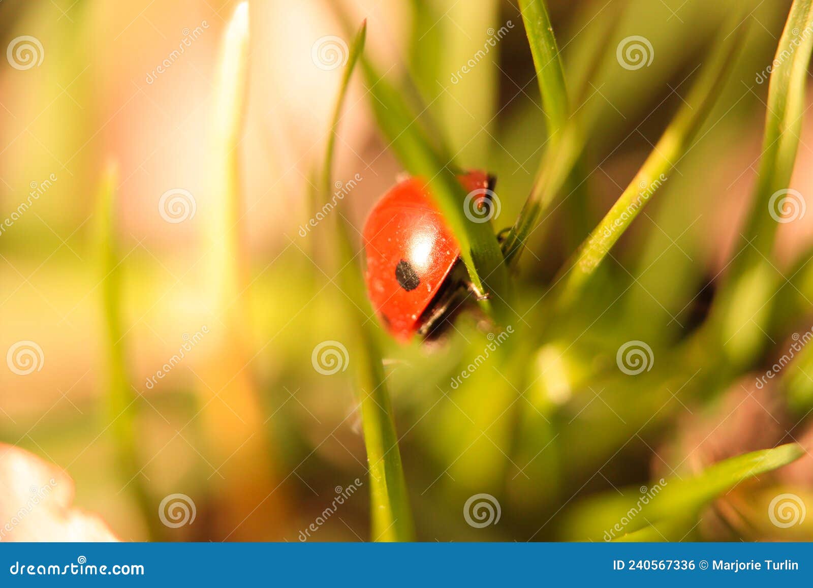 Back of a Ladybug in the Grass Stock Photo - Image of petal ...