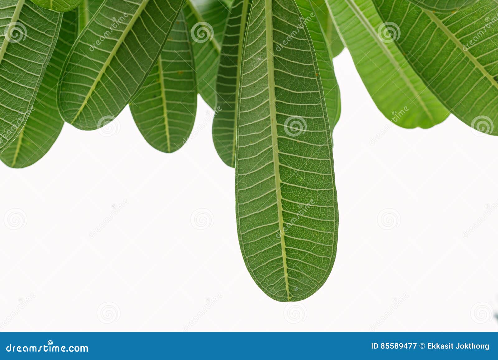 The Back of a Leaf on a White Background Stock Image - Image of nature ...