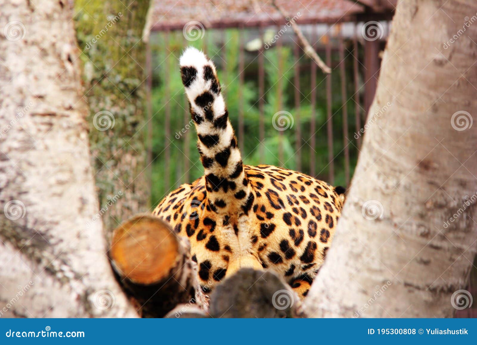 The Back of the Leopard. View Under the Tail Stock Photo - Image of ...