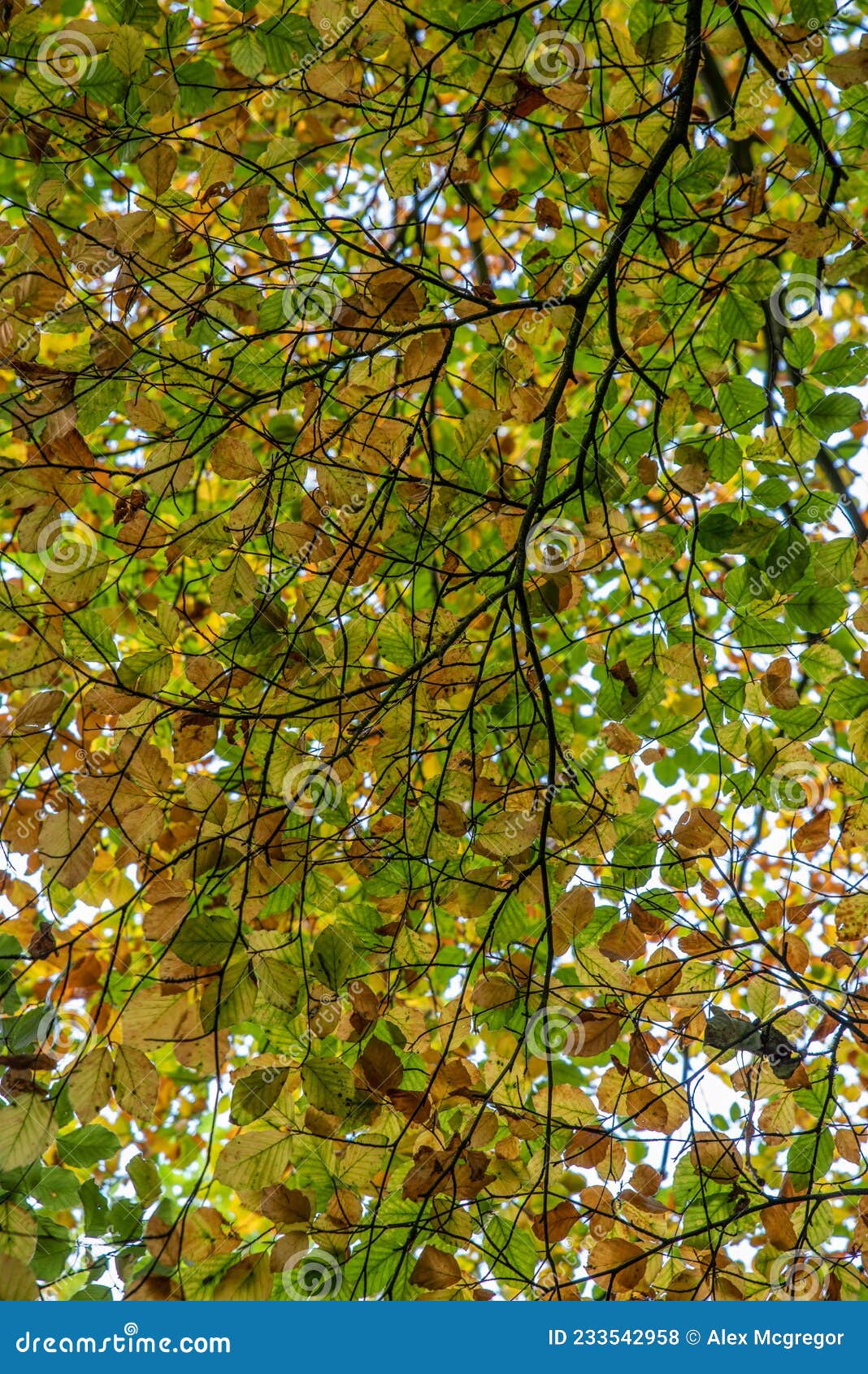 Back Light Fall Leaf Canopy Stock Photo - Image of flora, nature: 233542958