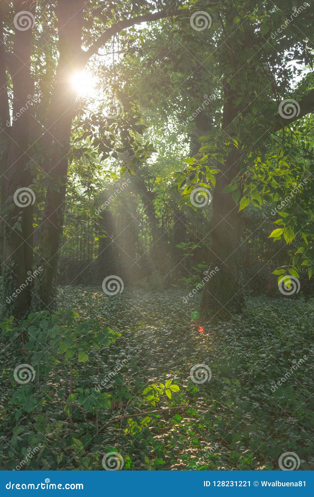 Back Light Sun in the Morning in the Green Forest Stock Image - Image ...