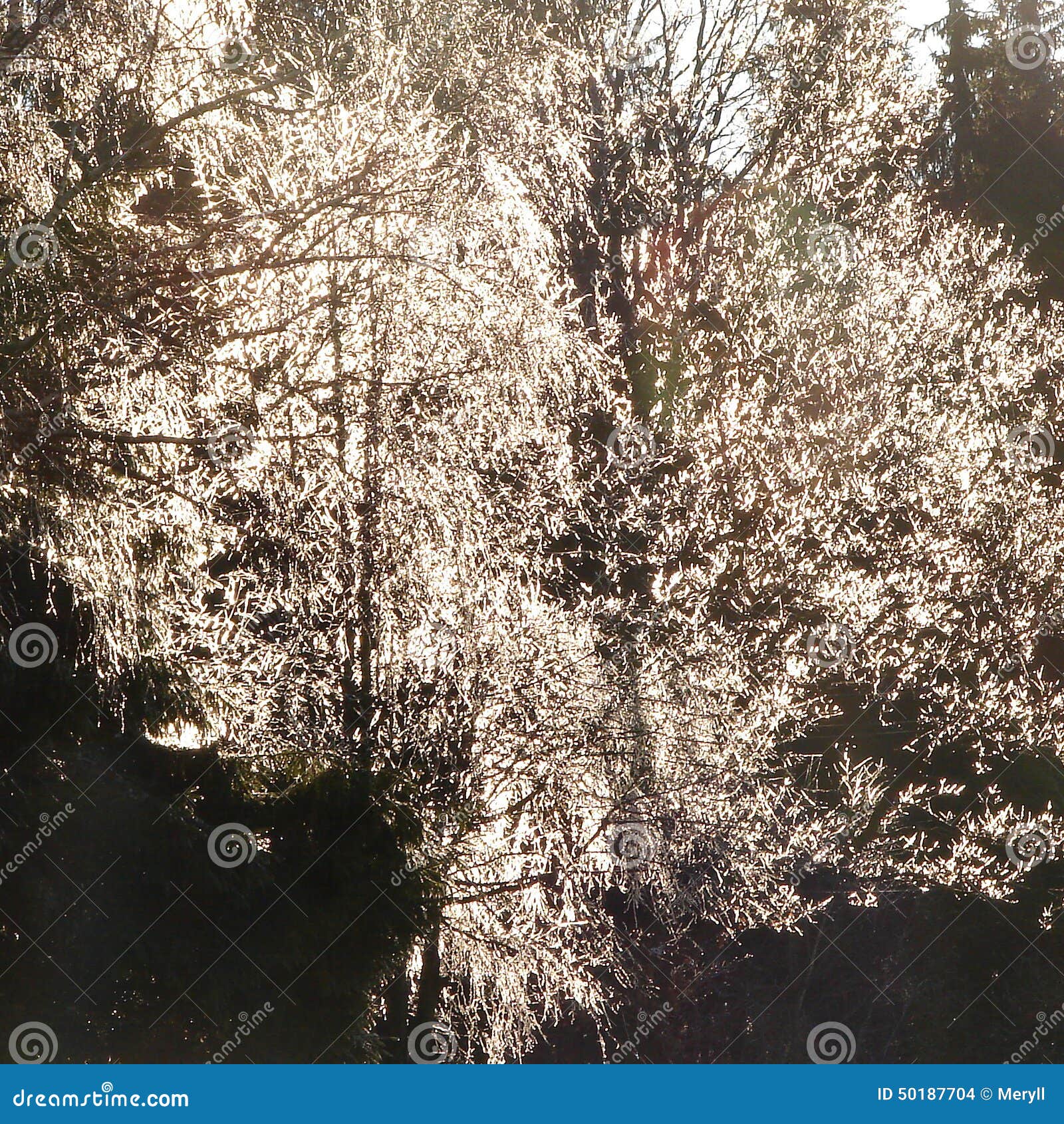 Back-light tree texture stock photo. Image of willow - 50187704