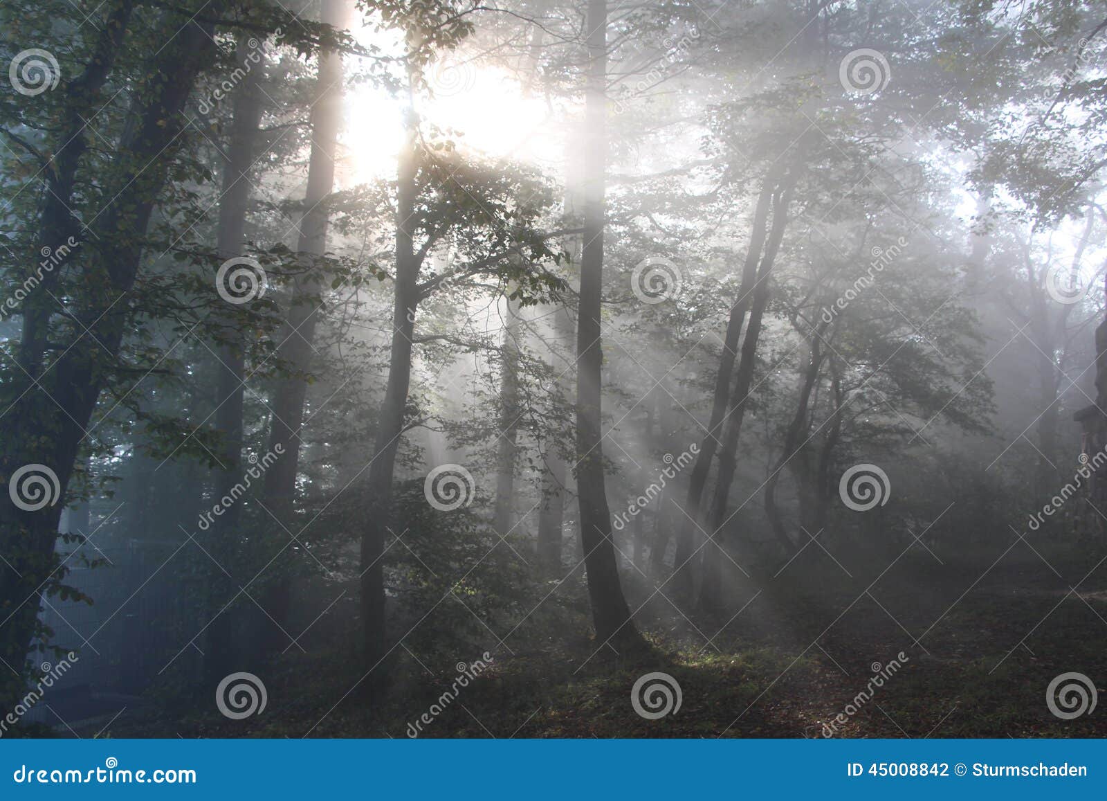 Back light in the wood stock photo. Image of glows, evening - 45008842