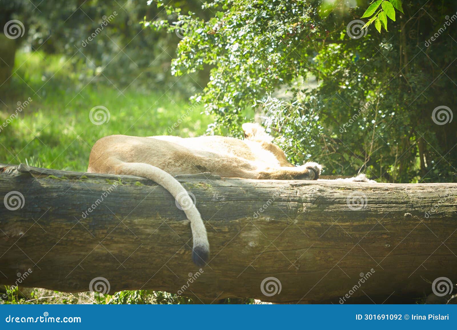 The Back of the Lion Tail Lying on the Ground. Stock Photo - Image of ...