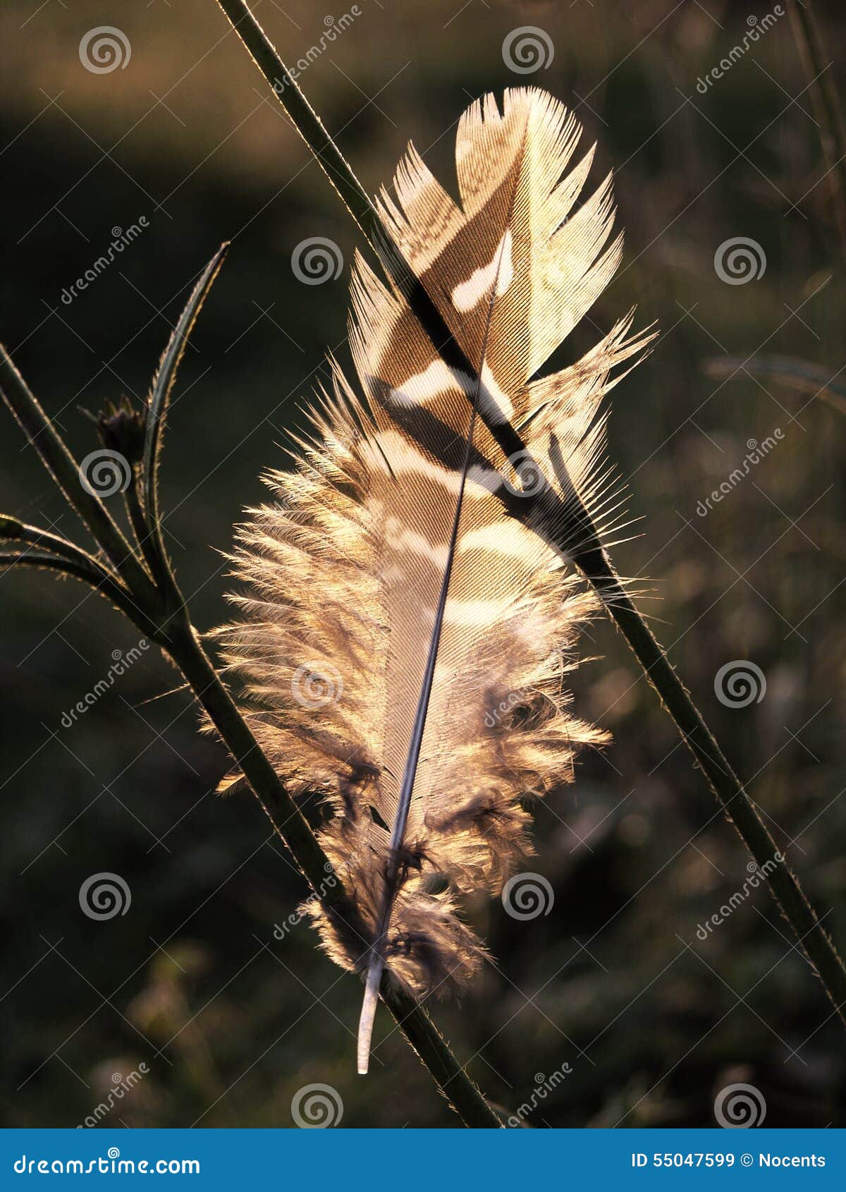 Back Lit Bird Feather Light Stock Image - Image of sunlight, backlight ...