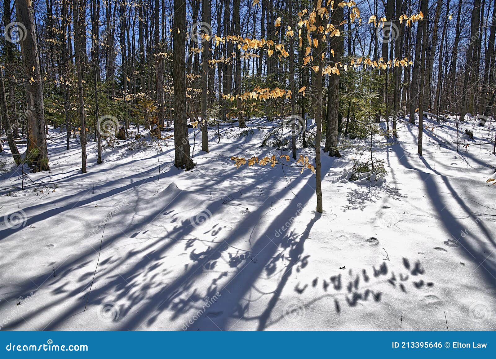 Back-lit Dry Leaves of an Oak Tree in the Winter Landscape Stock Photo ...