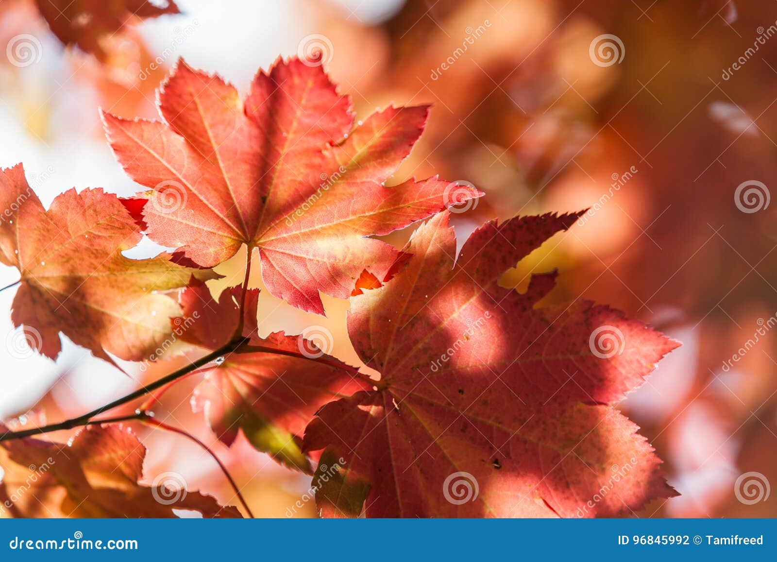 Back Lit Fall Leaves stock photo. Image of nature, effect - 96845992