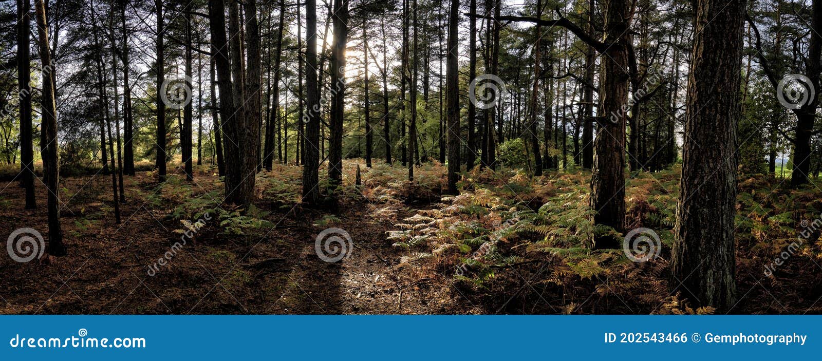 Back Lit Forest stock photo. Image of colour, summer - 202543466