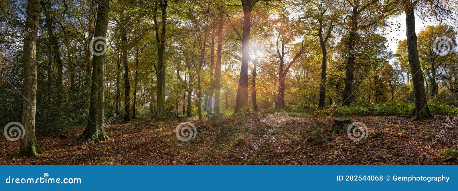 Back Lit Forest stock photo. Image of nature, environment - 202544068