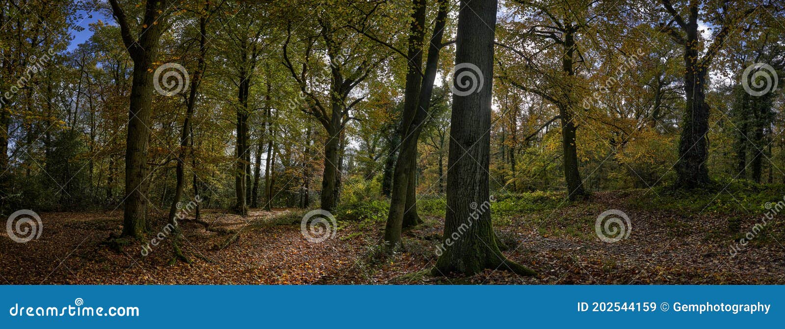 Back Lit Forest stock image. Image of forest, vibrant - 202544159