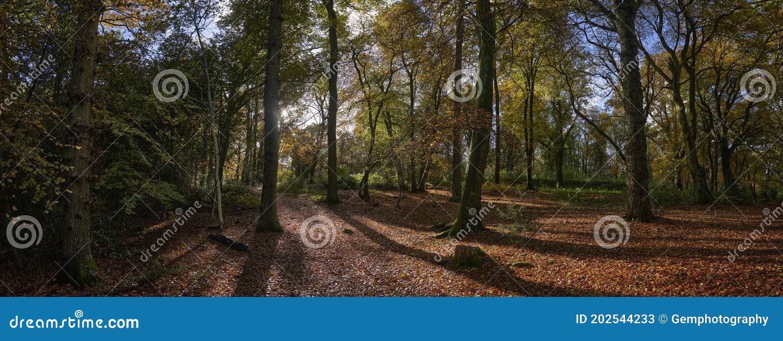 Back Lit Forest stock image. Image of trees, woodland - 202544233