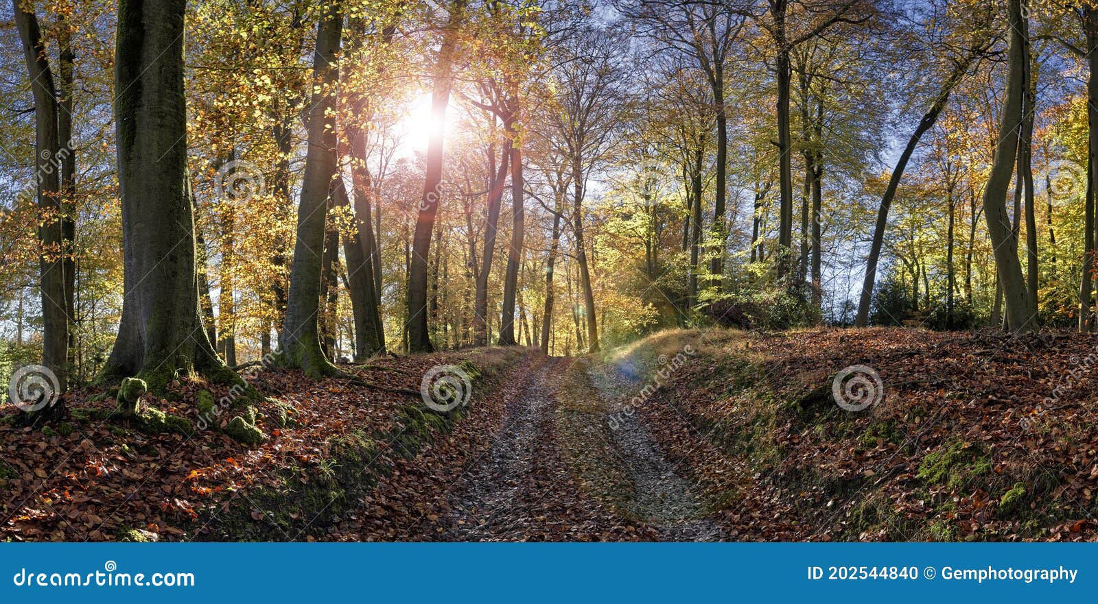 Back Lit Forest stock photo. Image of rural, texture - 202544840