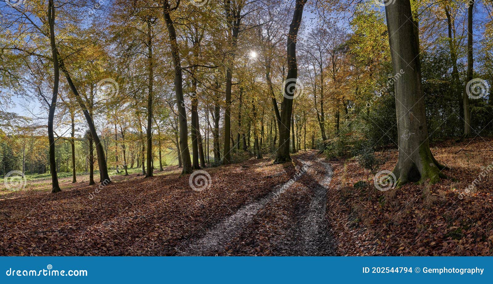 Back Lit Forest stock photo. Image of nature, trees - 202544794