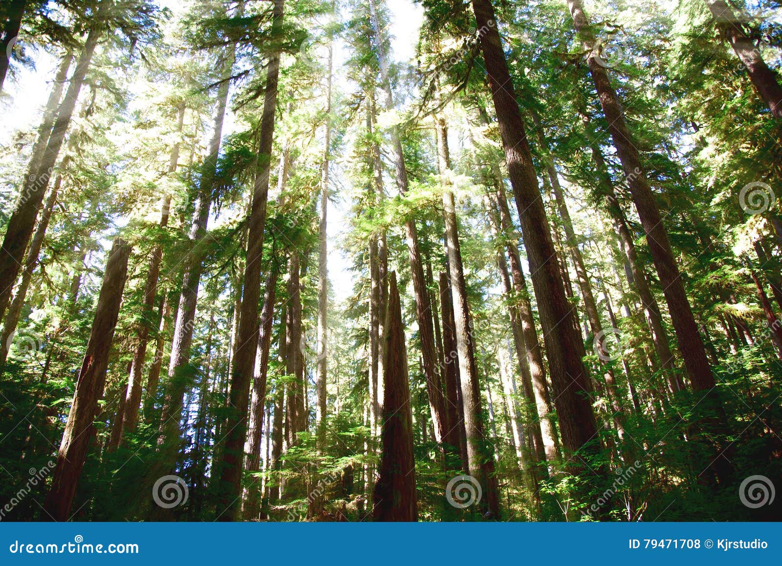 Back lit forrest stock photo. Image of high, freedom - 79471708