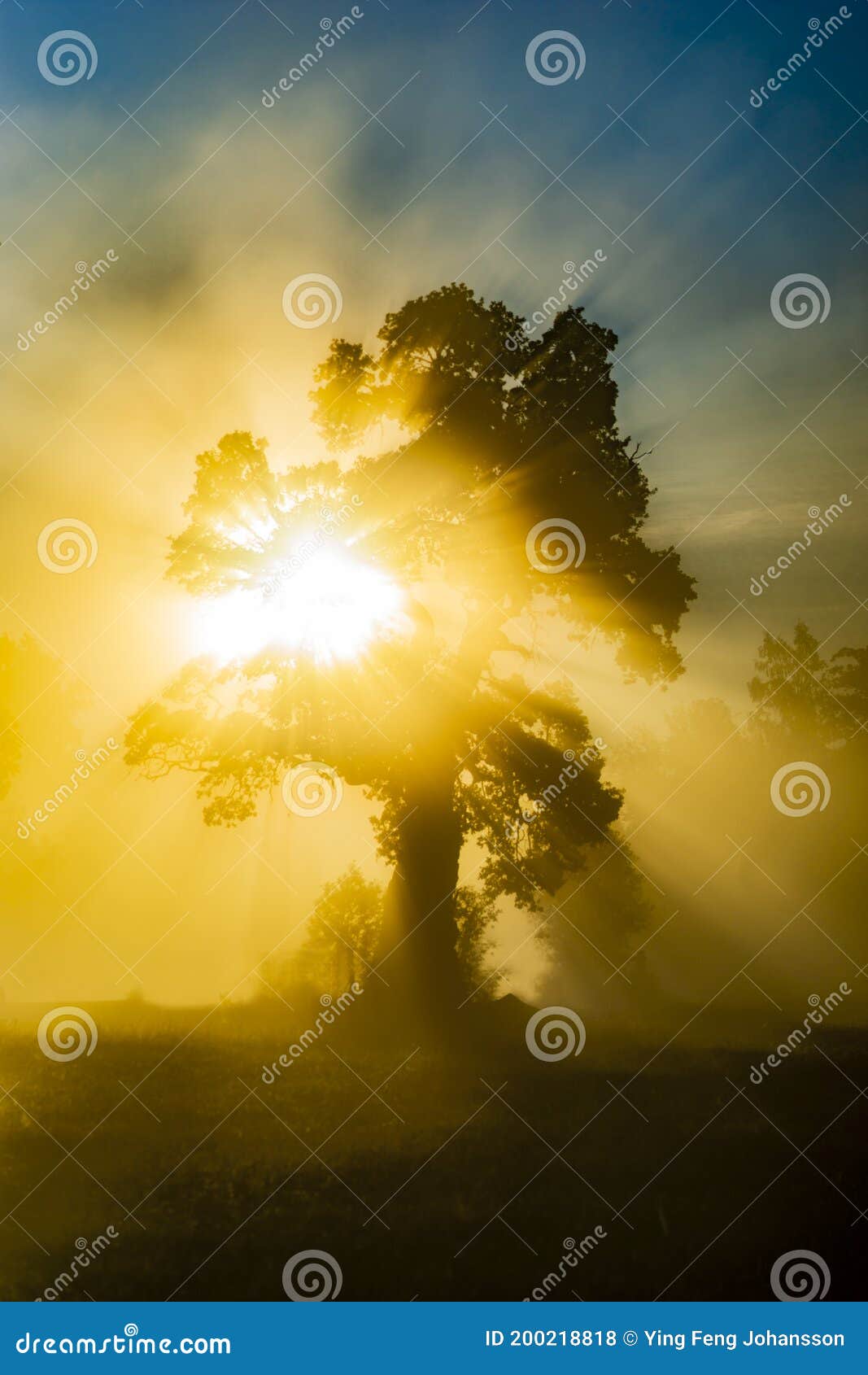 Back-lit Oak Tree in Bright Sunshine on Blue Sky Stock Photo - Image of ...