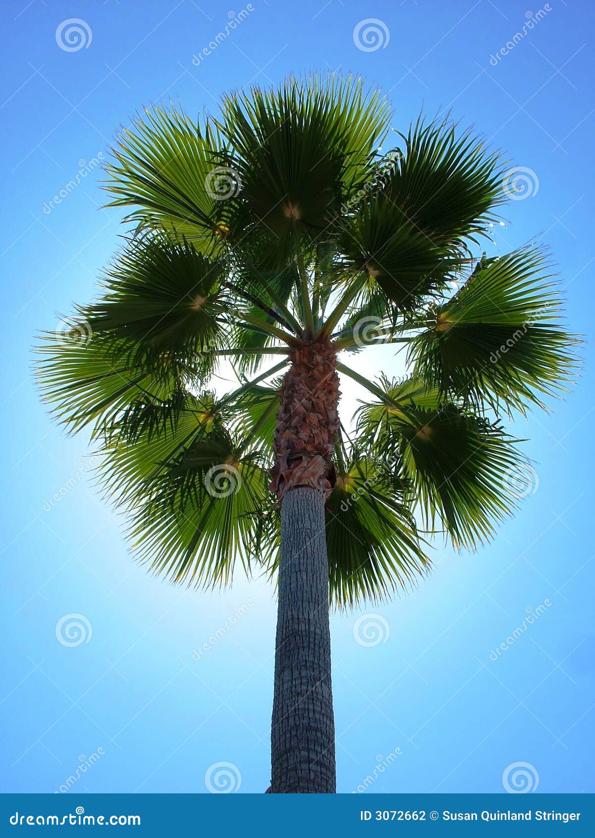 Back Lit Palm Tree Stock Photography - Image: 3072662