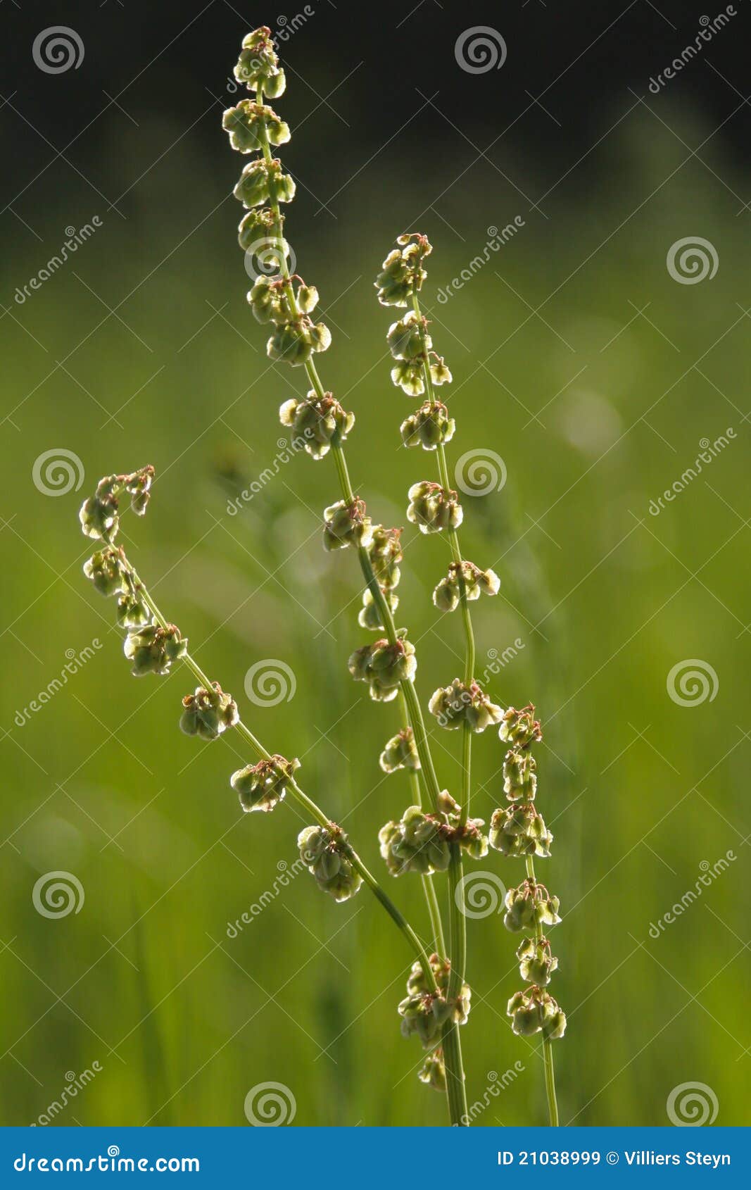 Back lit plant stock image. Image of vertical, background - 21038999