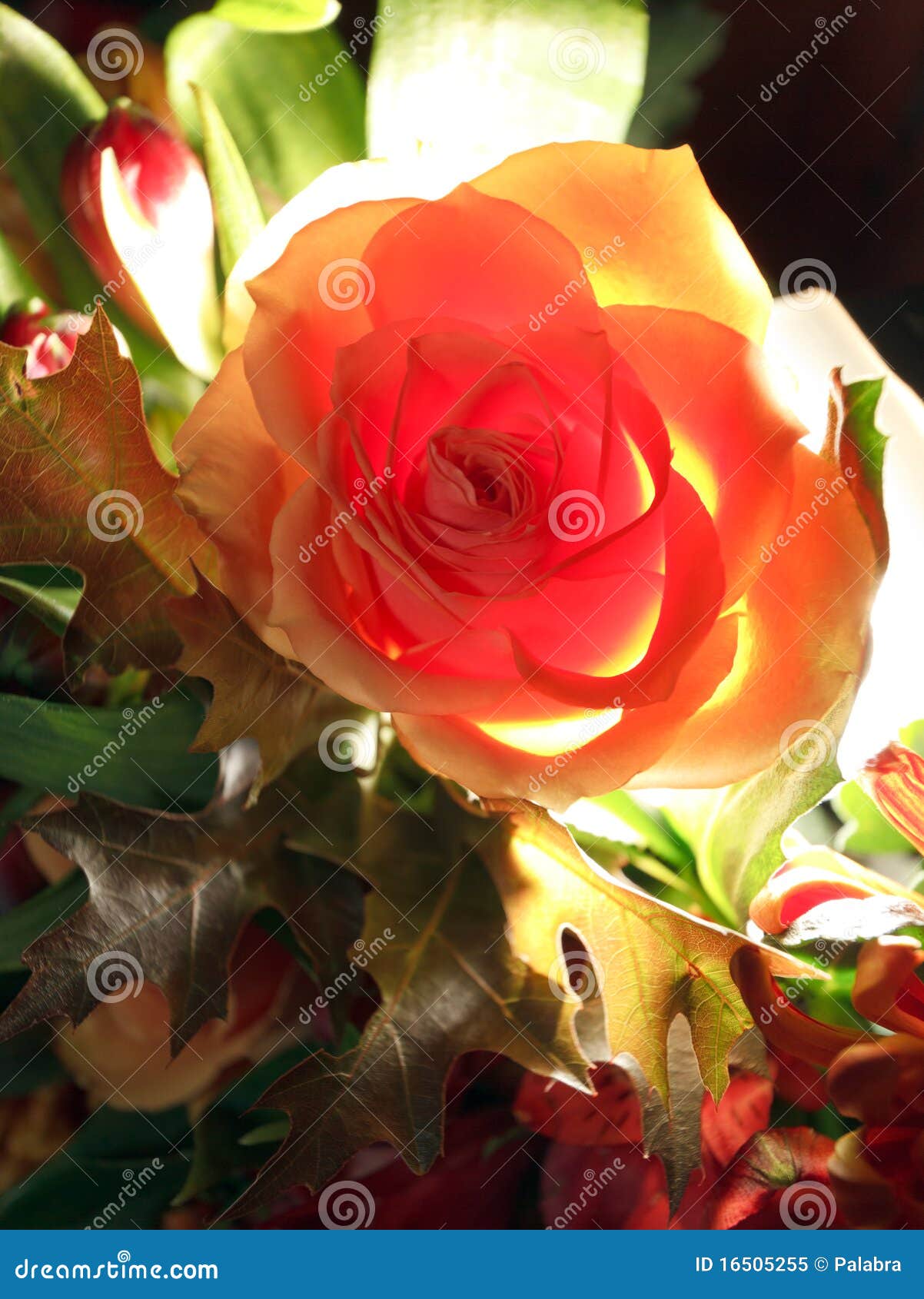 Back Lit Rose in Autumn Bouquet Stock Image - Image of blooming, bunch ...