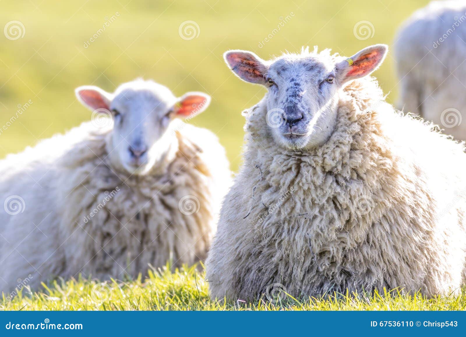 Back Lit Sheep Lying Down Facing Camera Stock Photography ...