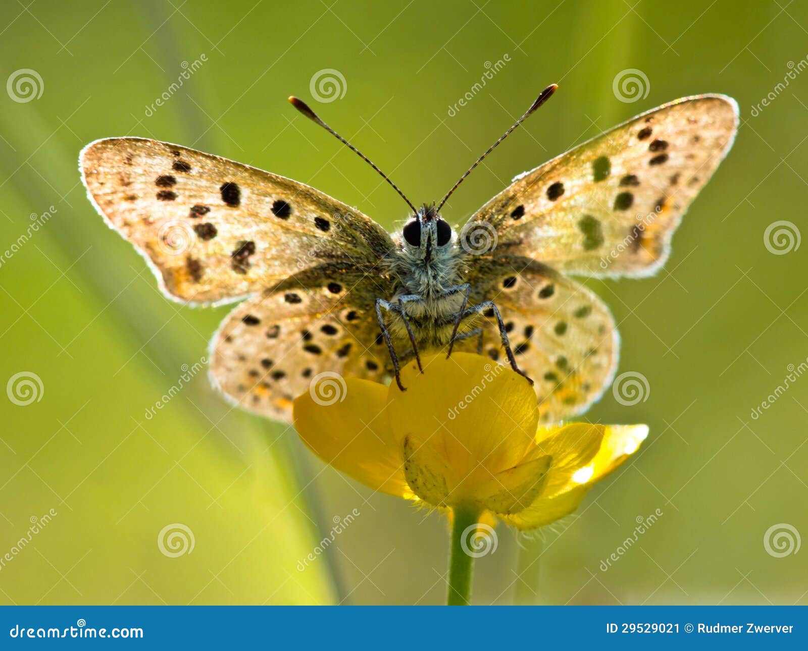 Copper-butterfly Lat Lycaenidae. Stock Photography | CartoonDealer.com ...